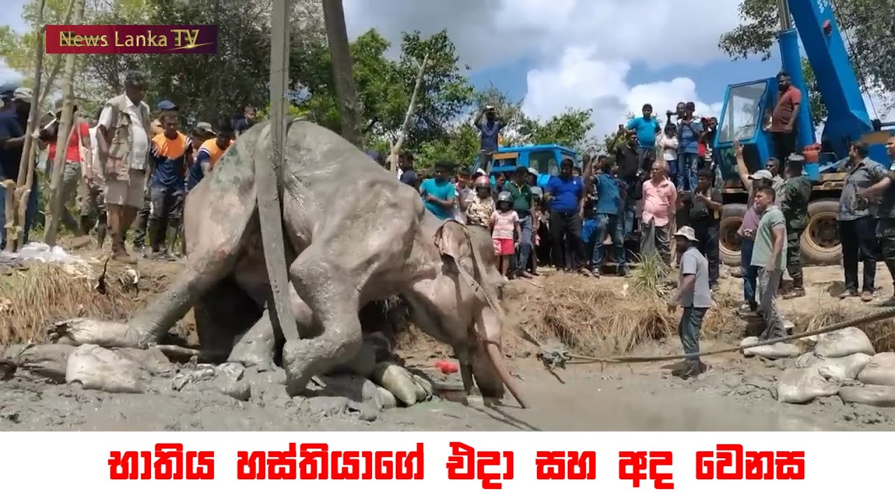 Bathiya Tusker | භාතිය හස්තියා | 🐘 Breaking News | Elephant | News ...