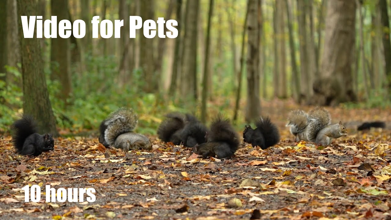 A Scurry of Squirrels and Forest Friends in the Fall - 10 Hour Cat TV ...