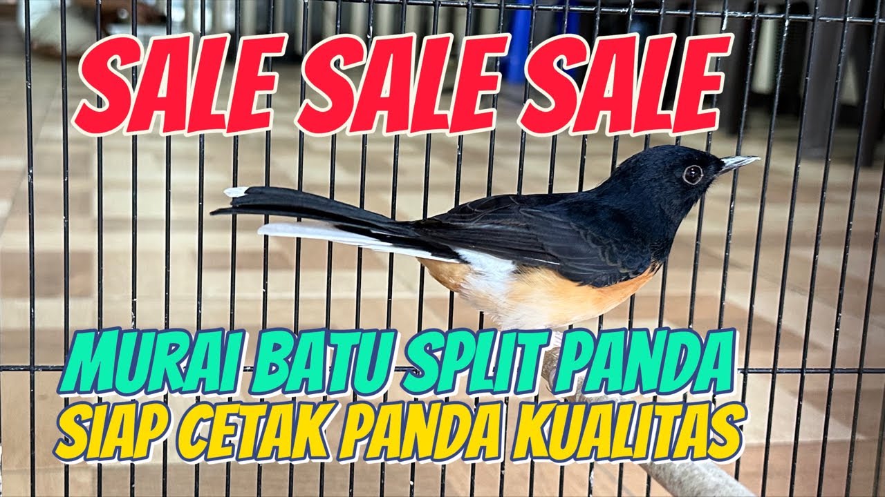PENGIRIMAN MURAI BATU SPLIT PANDA - YouTube