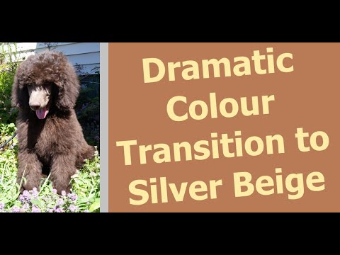 What Is A Silver Beige Poodle Puppy