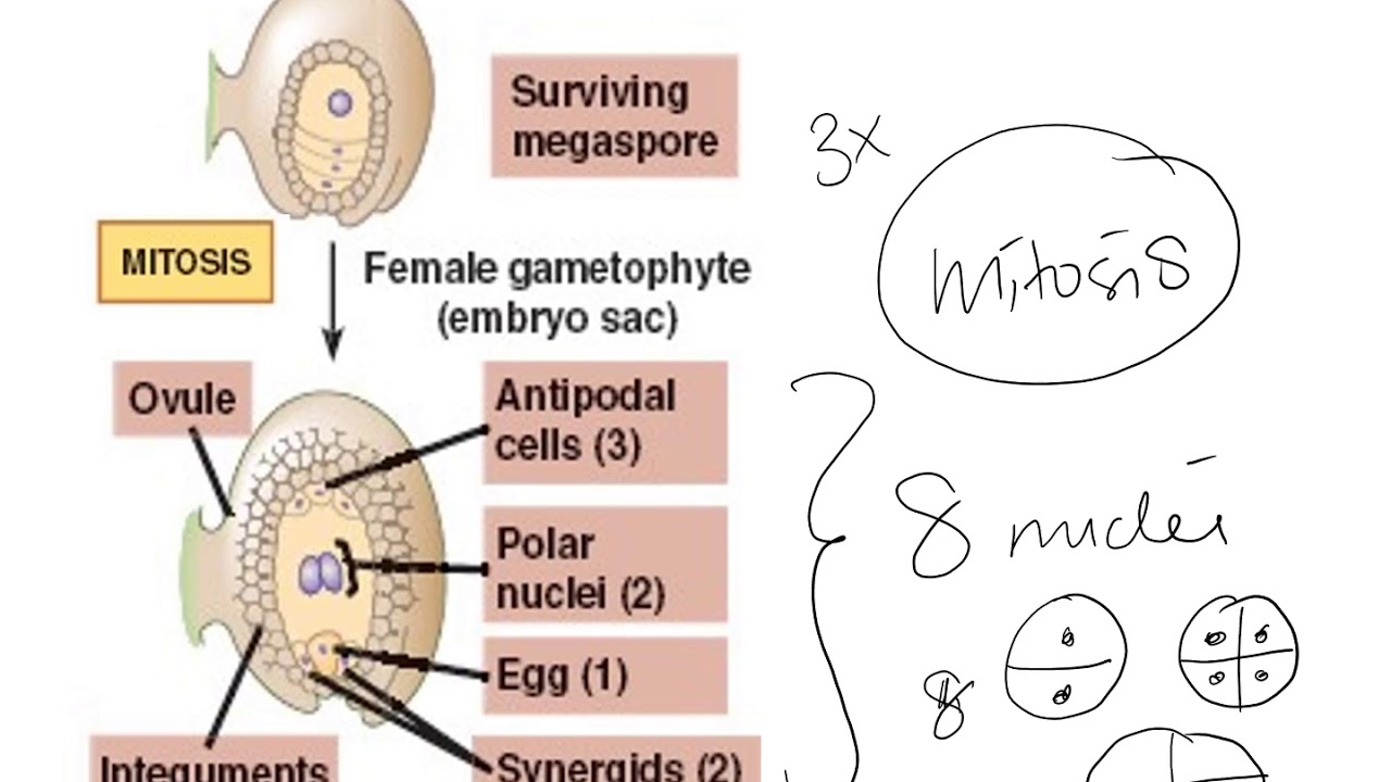 Formation of female gamete in flower - YouTube