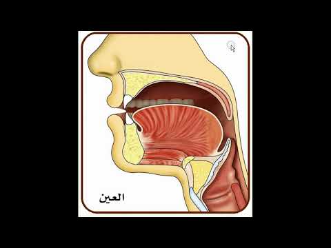 Ayn Harfinde Kullanılan Nokta - Eymen Suveyd Hoca / العين في البينية - أيمن سويد