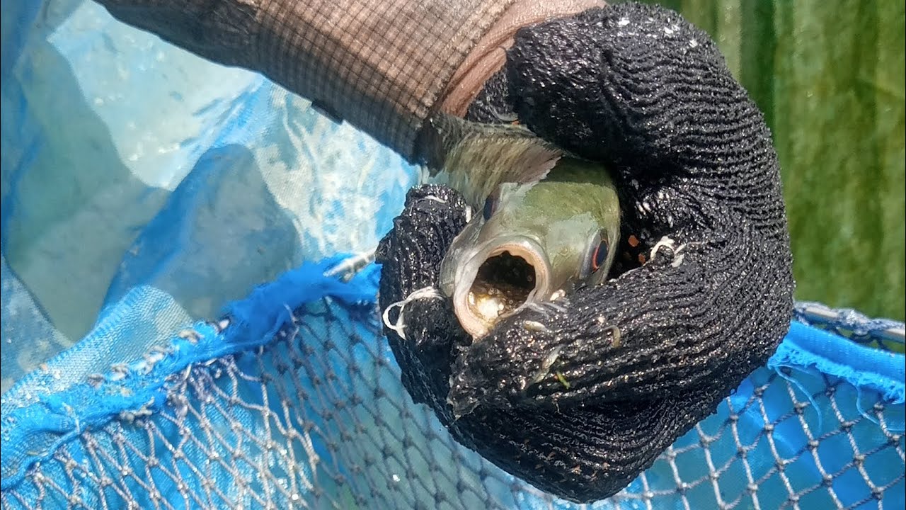 Tilapia egg collection with Decks Hatchery - YouTube