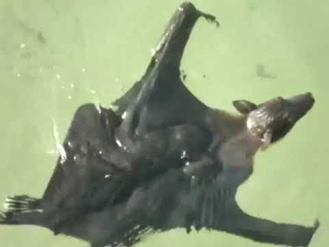 swimming bat - YouTube