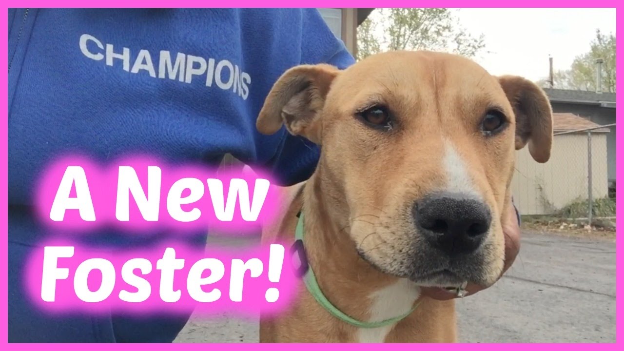 A New Foster! - YouTube