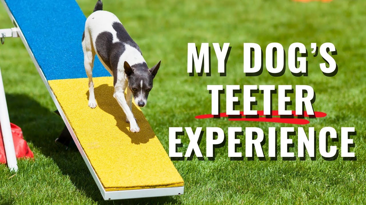 3 Ways to Get Your Dog to Love the Teeter | Dog Agility | Dog Agility ...