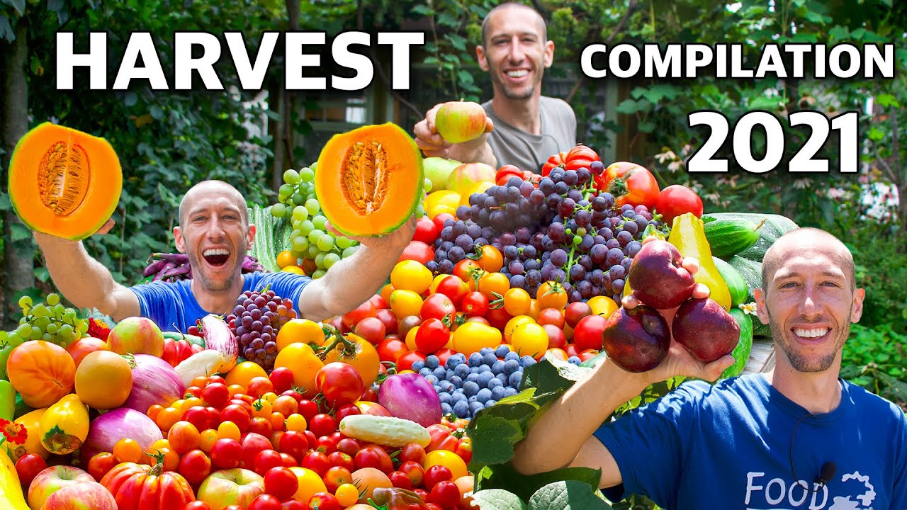 This is EVERYTHING I Harvested this Year, Complete 2021 Garden Harvest ...