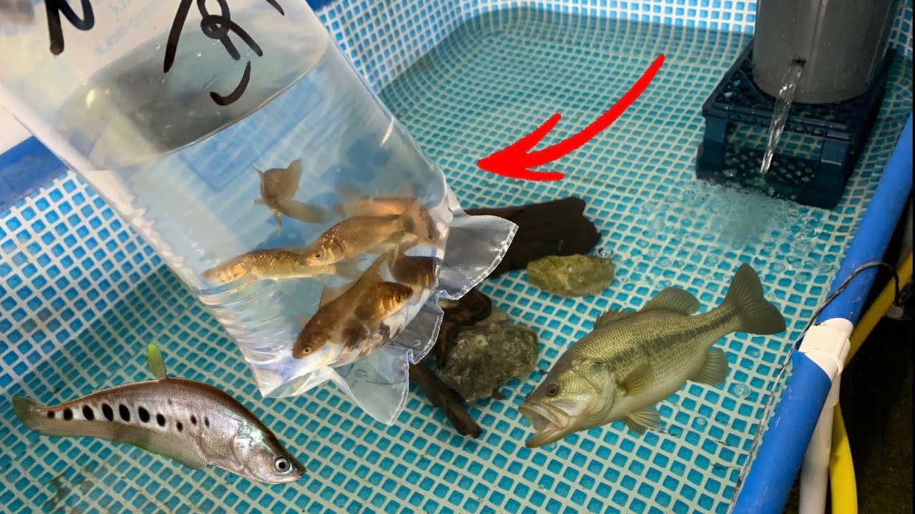 ho messo i PRIMI PESCI nella piscina dei PREDATORI ! - YouTube