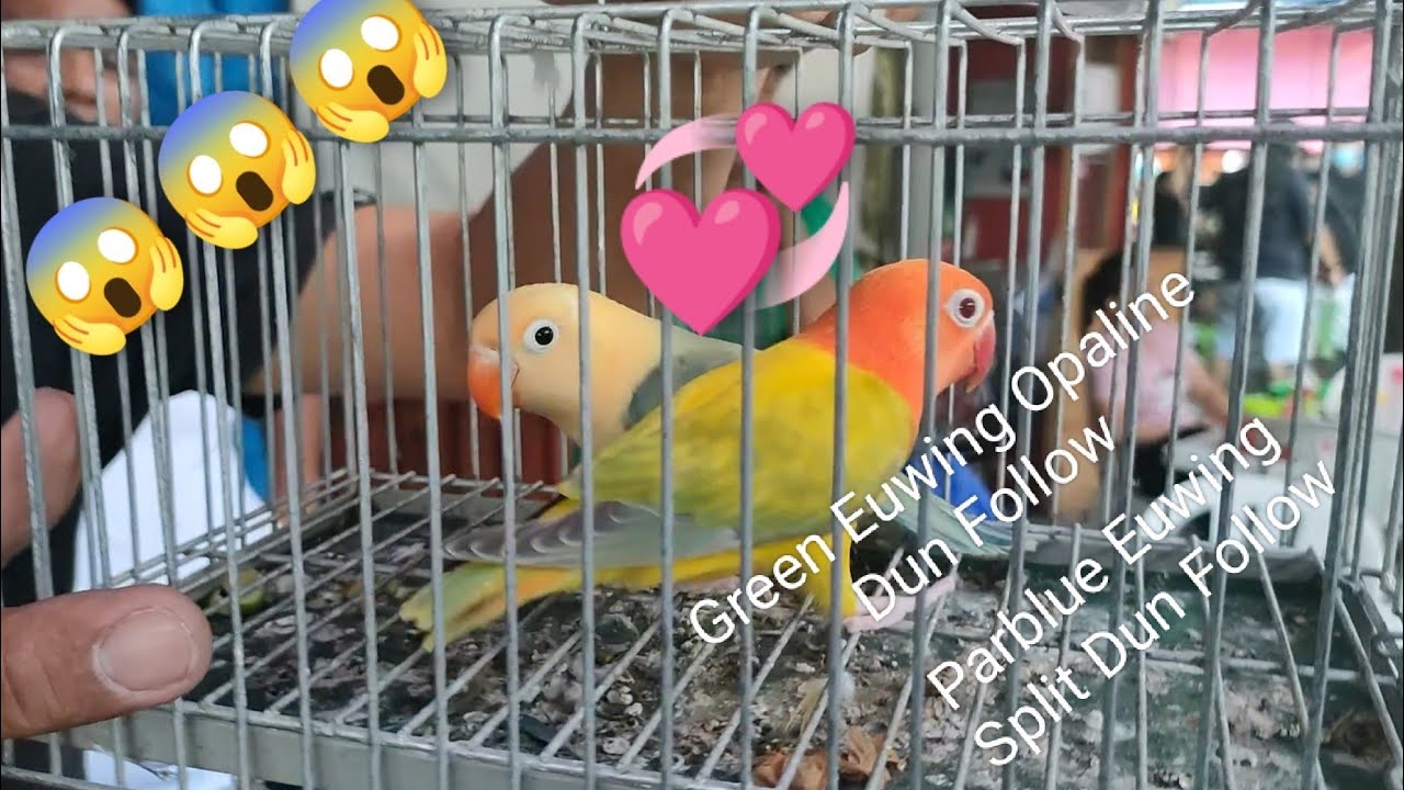 Vlog96 Green Euwing Opa Dun Follow😱Parblue Euwing Opa Split Dun Follow😱 ...