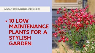 10 low maintenance plants for a stylish garden