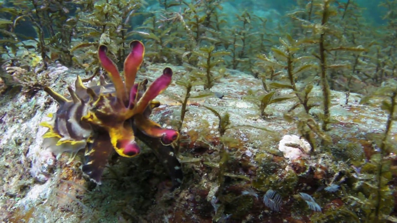 【美しい色彩】 ハナイカ （学名：Metasepia tullbergi） - YouTube