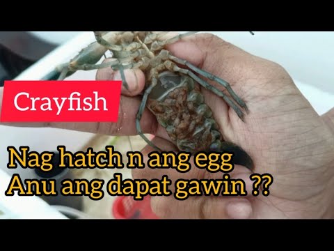 anu ang gagawin pag nangitlog na ang mga crayfish natin at na hatch na ...