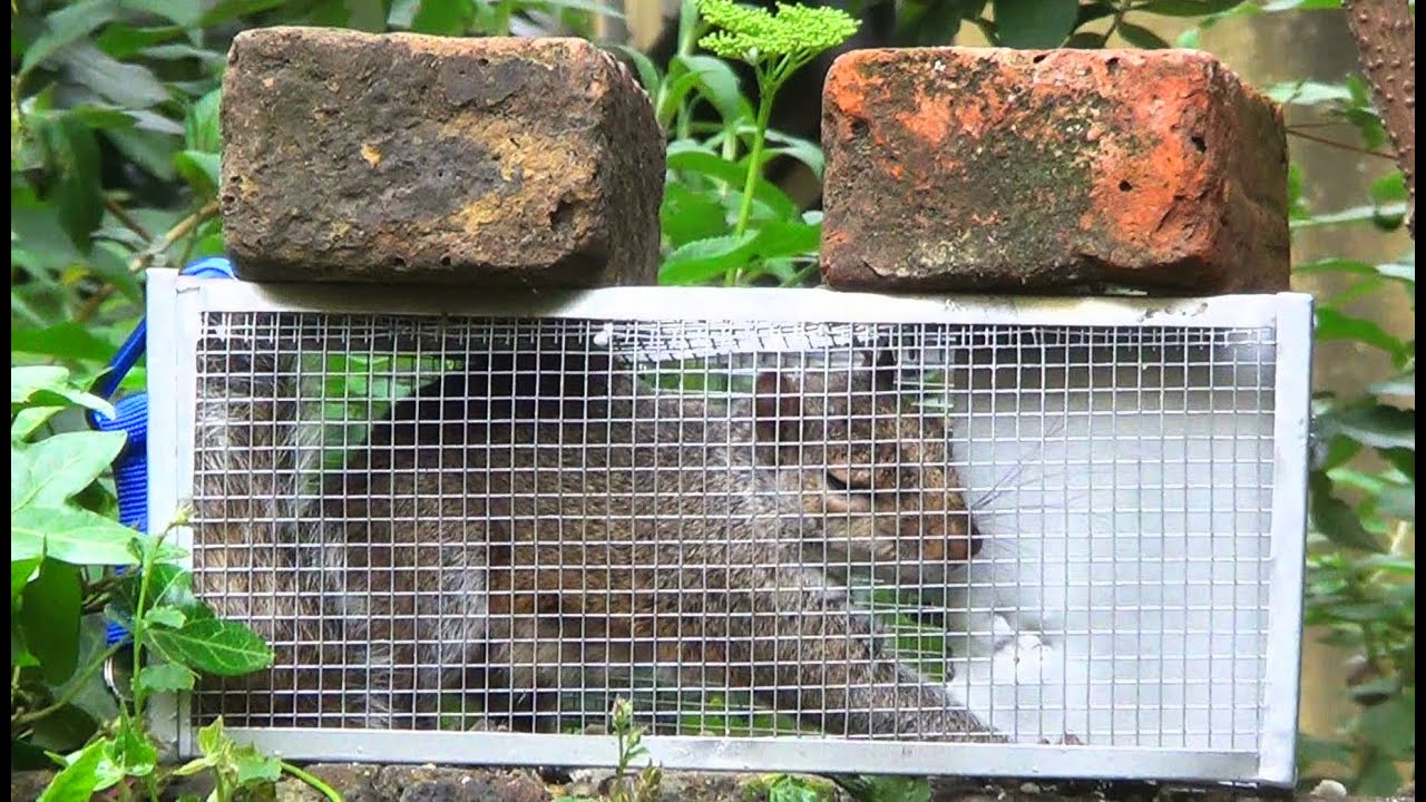 Rat Trap Fail - Grey Squirrel - Hackney London - YouTube