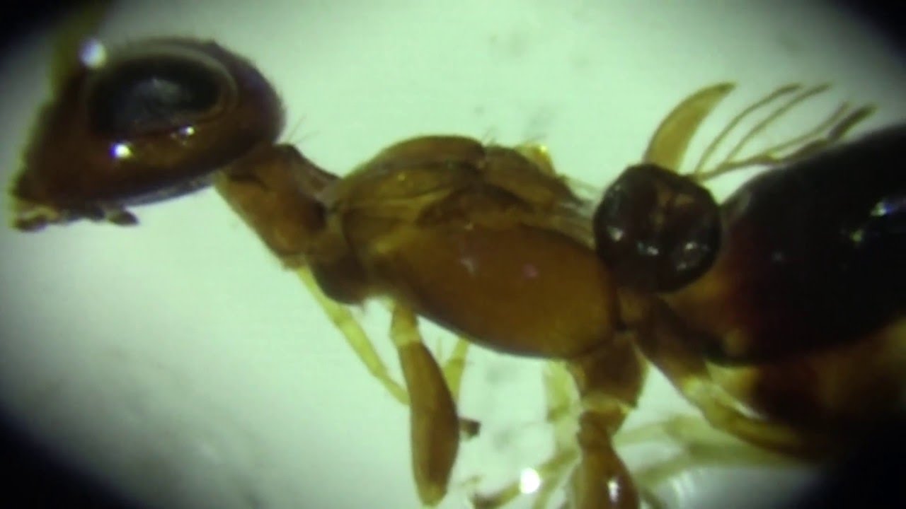 Chalcid Wasps Under Microscope: Eupelmidae, Pteromalidae (Chalcidoidea ...