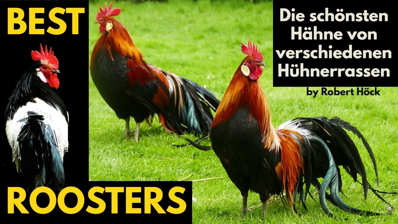 BIG COMPILATION! The best crowing roosters from Silkie bantam chicken ...