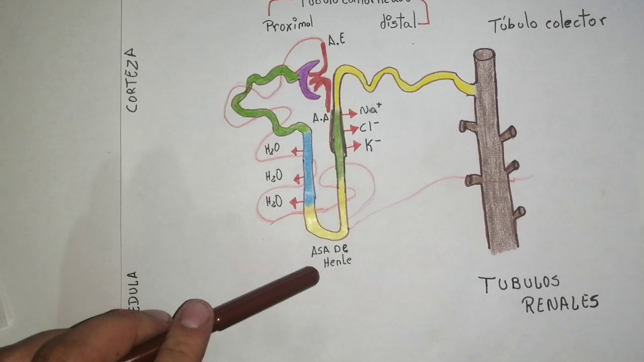 Tubulos Renales - YouTube