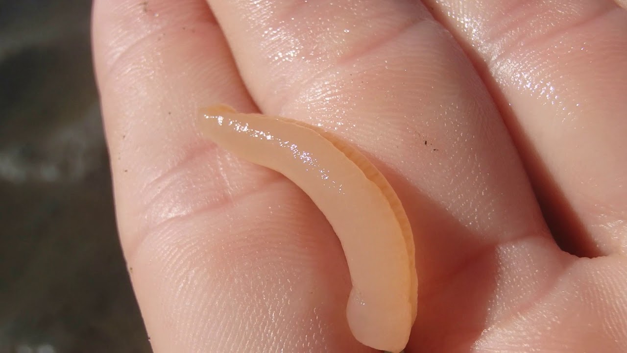 Spoon Worm on sand flats - YouTube