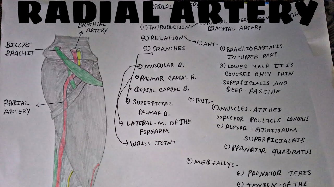 Radial Artery Location