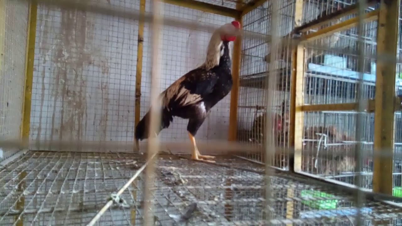 Aseel Rooster Precious Java Aseel Murgha - YouTube