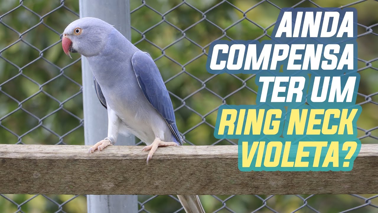 RING NECK VIOLETA AINDA ESTÁ EM ALTA? - YouTube