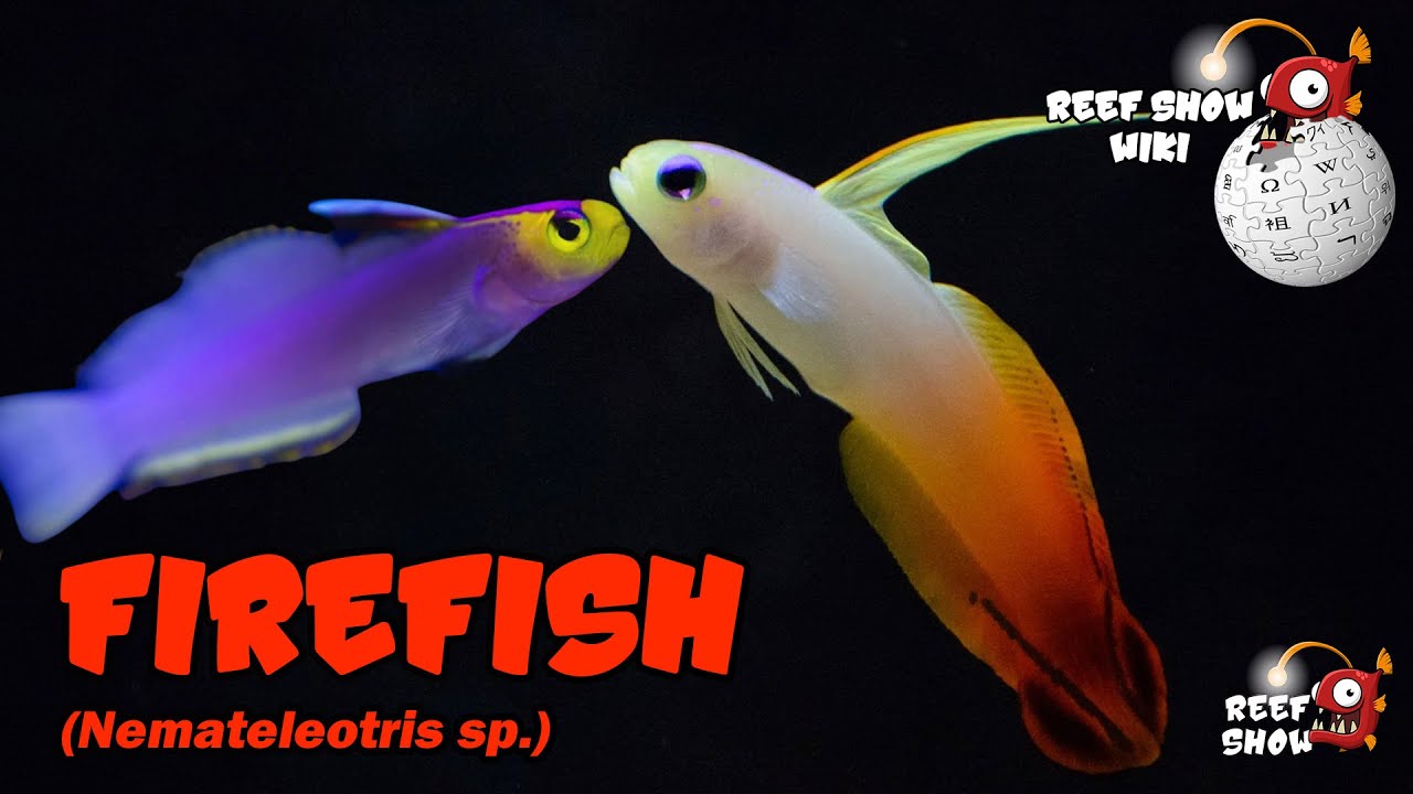 Reef Show Wiki: Firefish - YouTube