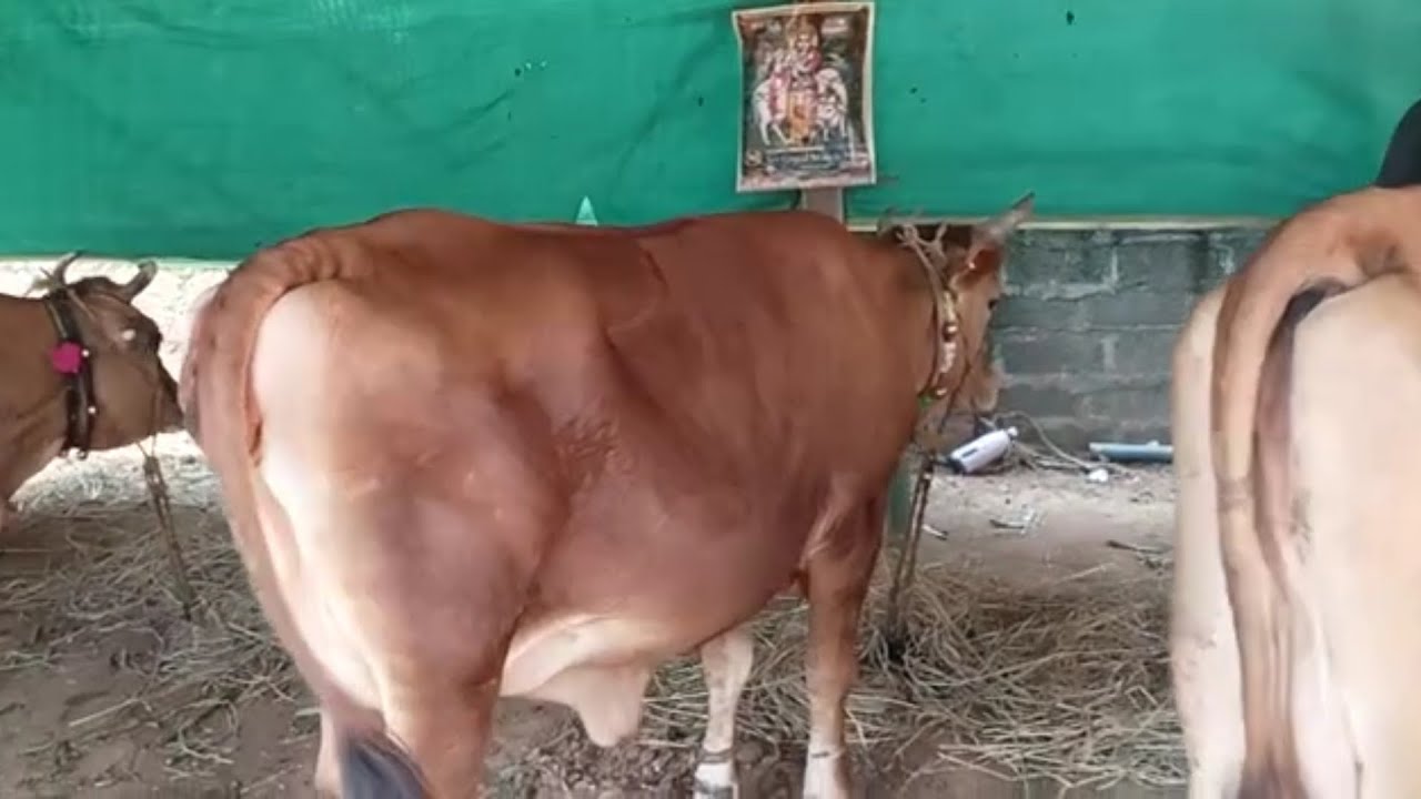 Jersey cows available in kakinada District | జెర్సీ ఆవులు మా దగ్గర ...