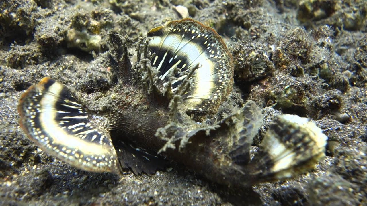 in Amed to day: A spiny devil scorpion fish, very rare strange fish ...