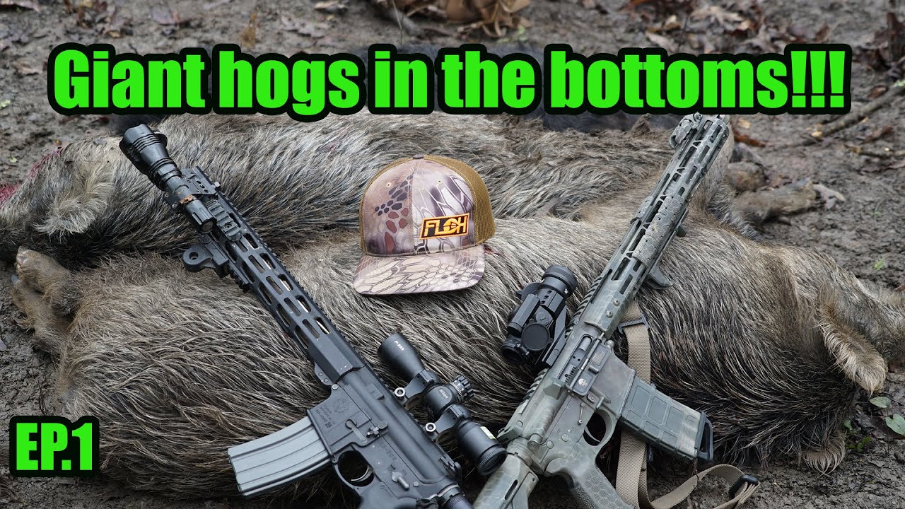 GIANT WILD HOGS ON TEXAS PUBLIC LAND | THE QUEST TO 50 (EP.1) - YouTube
