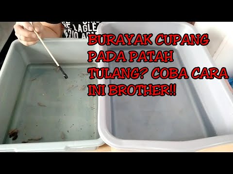 PENYEMBUHAN BURAYAK IKAN CUPANG PATAH TULANG 👍👍