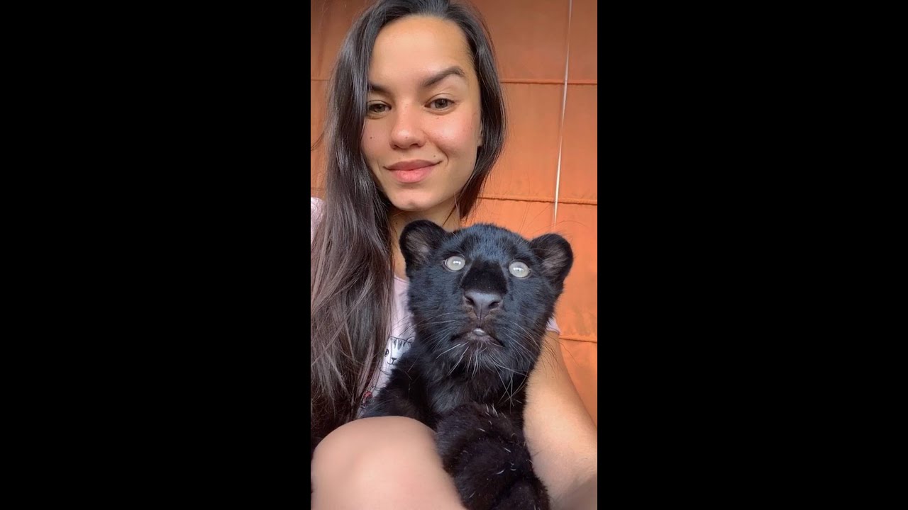 How has the panther Luna changed in a year ️ / little leopard 🐆 - YouTube