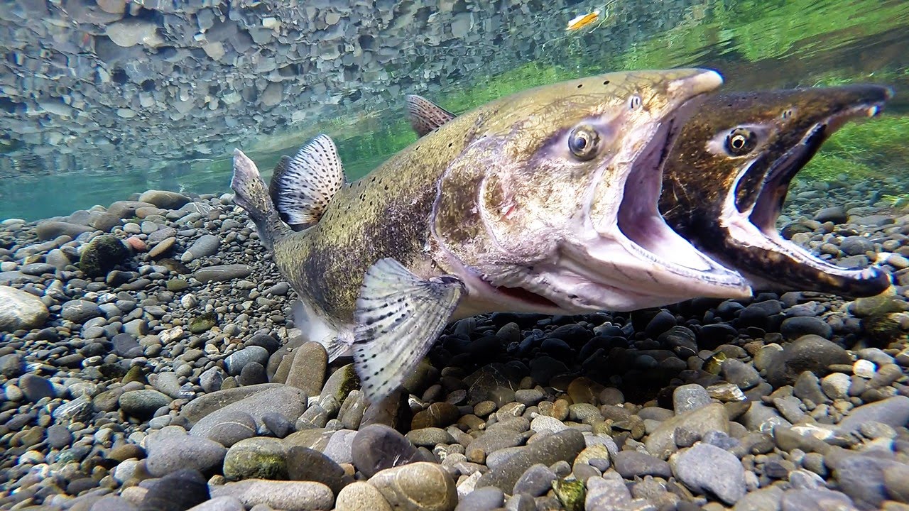 Chinook Salmon Spawning Acts 2016 : Canterbury - New Zealand - YouTube