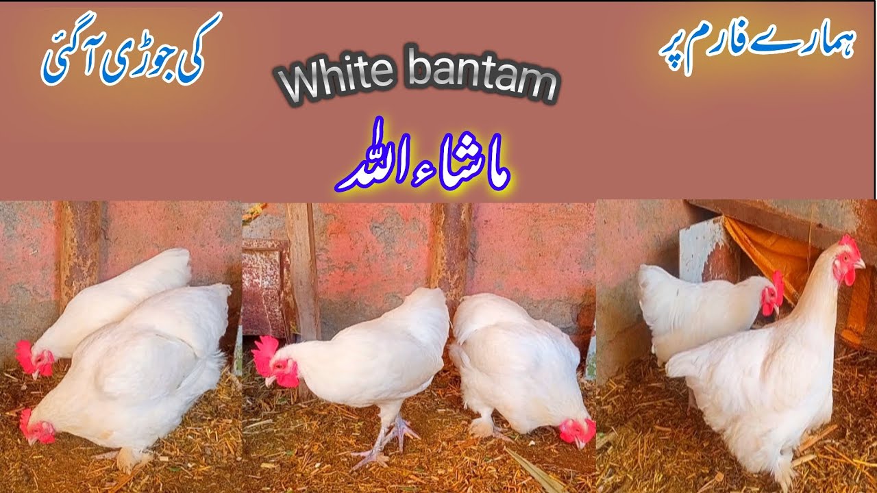 Hamara farm pr white bantam chicken 🐔 ka pair a gia - YouTube