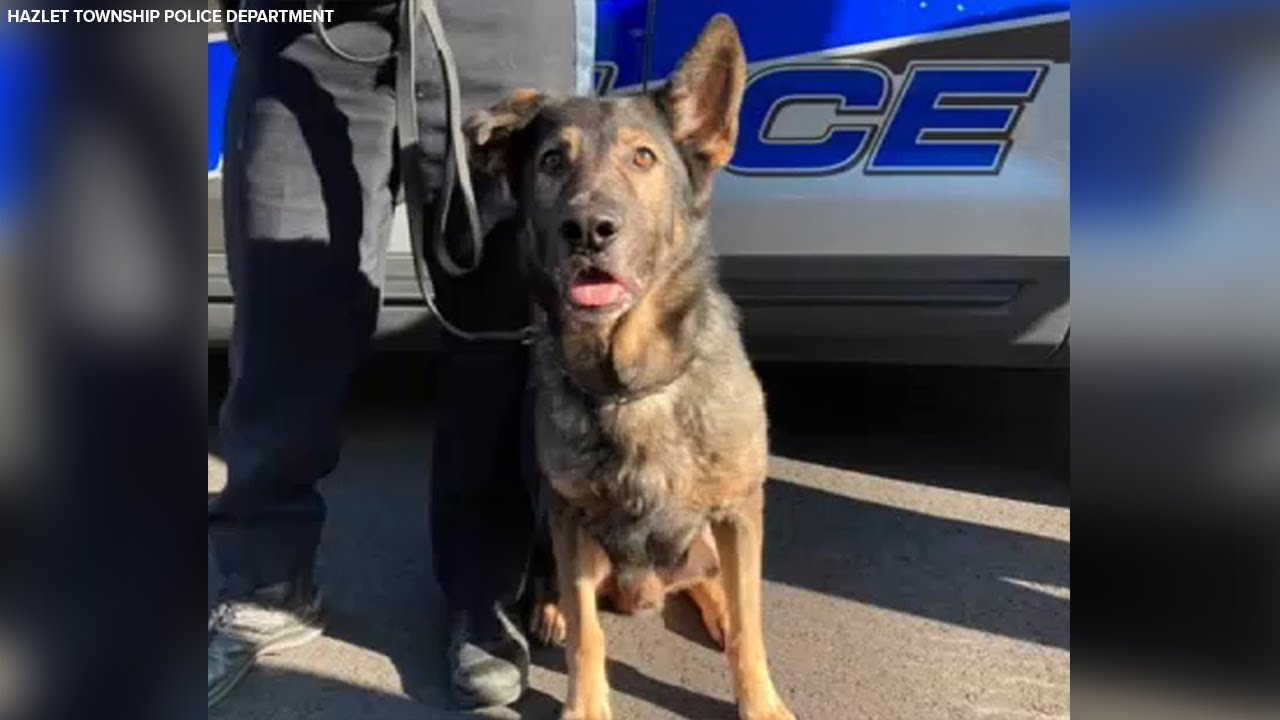 Hazlet police dog receives standing ovation as he retires - YouTube