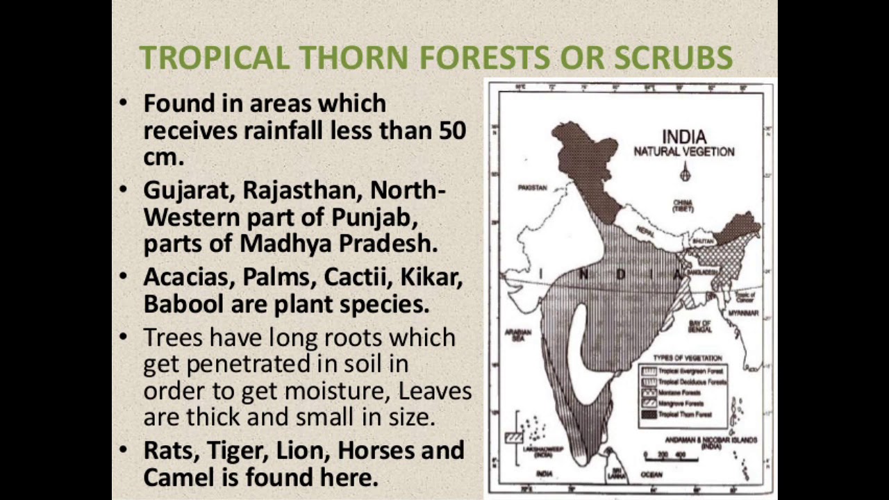 @ Tropical thorn forest and scrubs - YouTube
