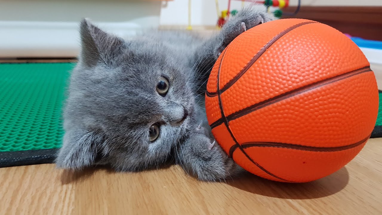 These kittens are hyperactive 🤣😻 - YouTube