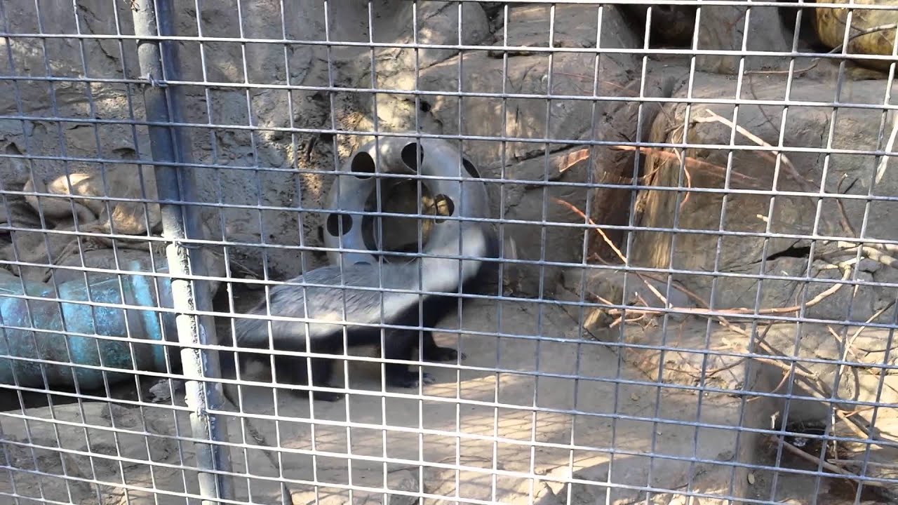 Honey badger San Diego Zoo - YouTube