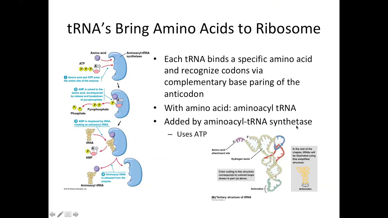 UNCP's Cell Bio: Translation - YouTube