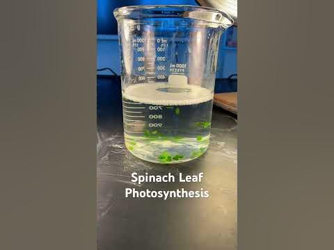 Spinach Leaf Photosynthesis - YouTube