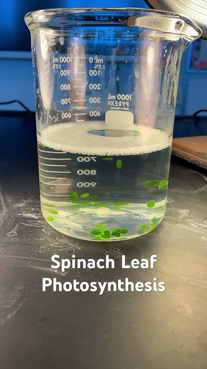Spinach Leaf Photosynthesis - YouTube