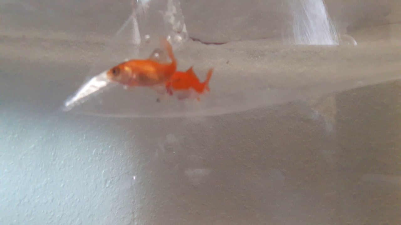 Fish hall guppy's goldfish and mollies - YouTube