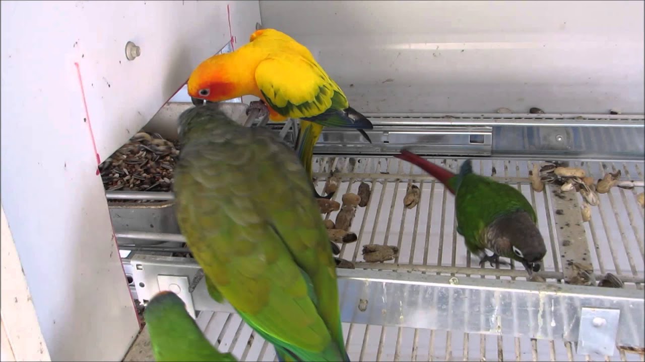 Sun Conure, Maximilian Pionus, Maroon Bellied Conure & Orange Fronted ...