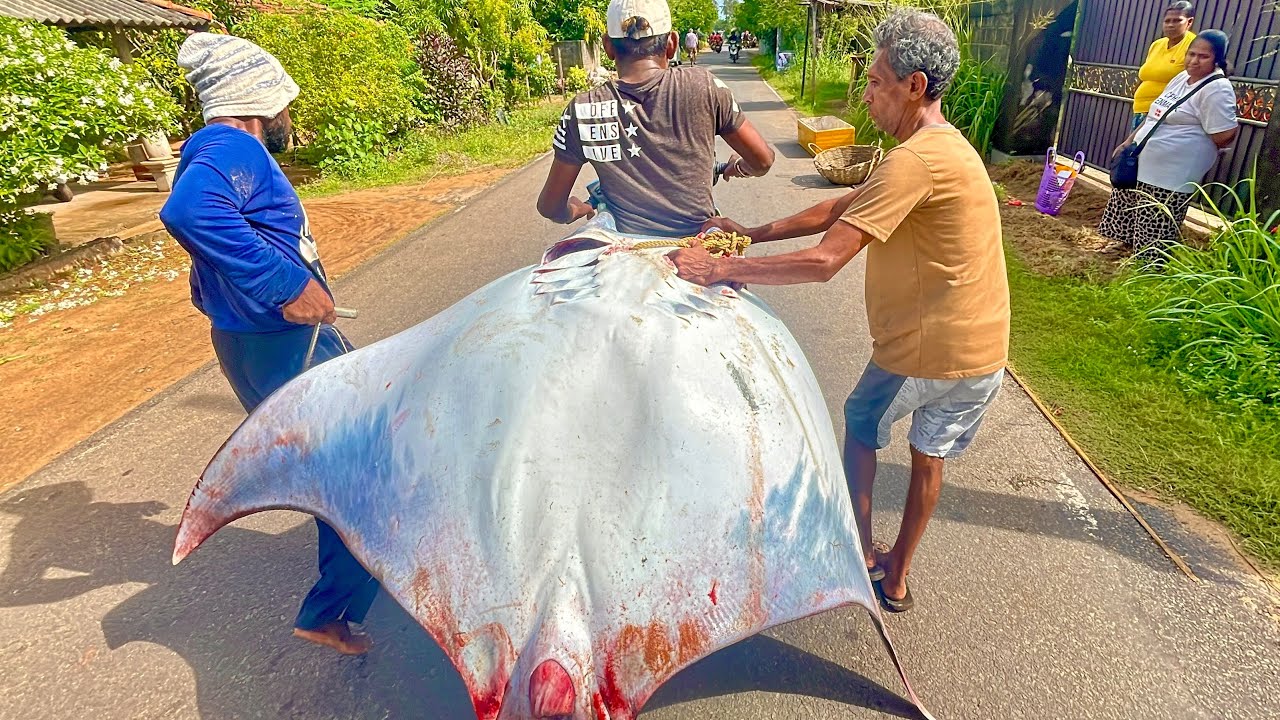 Attractive! 105kg rare Green Manta Ray The Biggest Fish in street fish ...