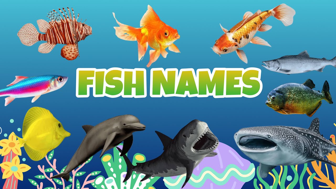 FISH NAMES, NAMA-NAMA IKAN, Dolphin, Shark, Salmon Fish, Neon Fish ...