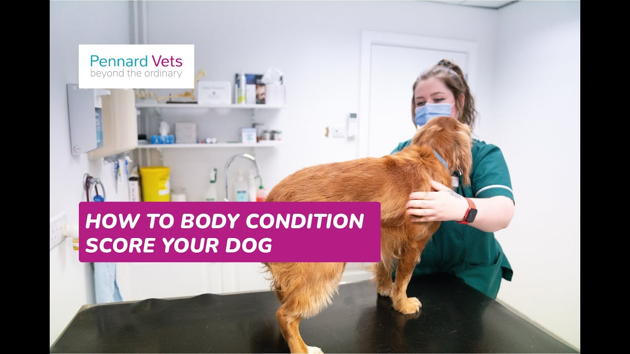 How to body condition score your dog - YouTube