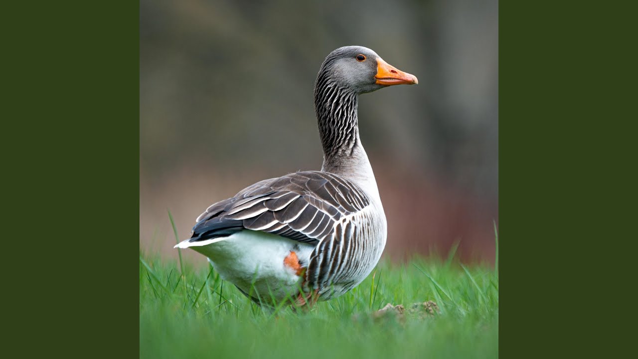 Duck sings a rap song - YouTube