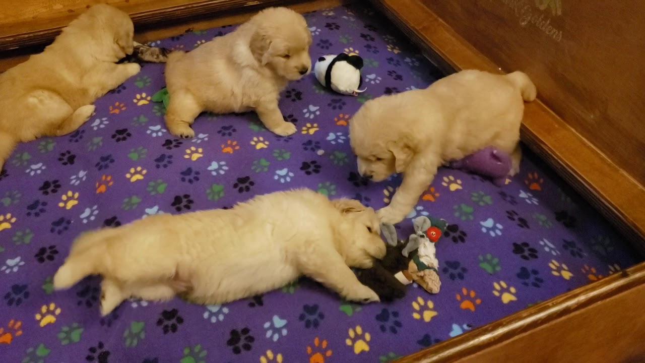 4 5 Week Old Puppy Play YouTube 4-5-week-old-puppy-play-youtube