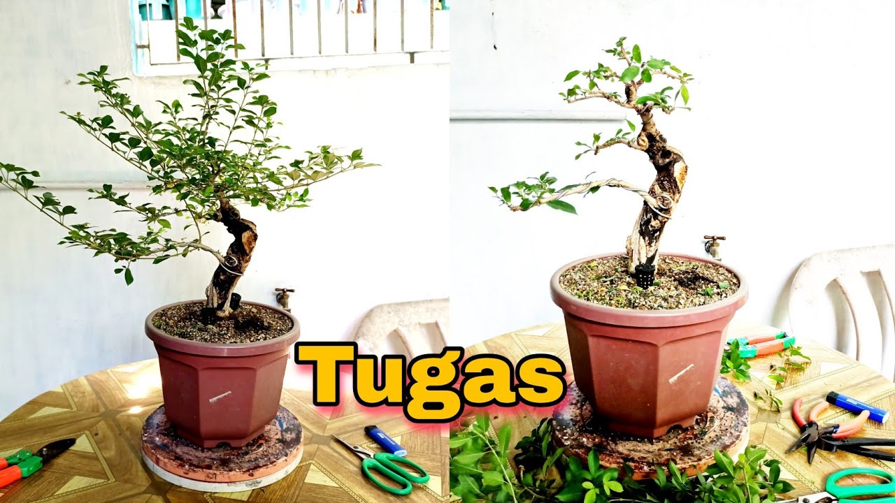 PART 2 PAANO GUMAWA NG BONSAI / HOW TO MAKE A BONSAI TREE / WIRING OF ...