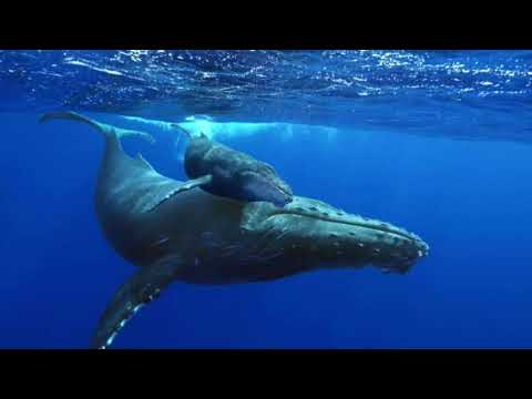RELAJANTE CANTO DE BALLENAS BAJO EL AGUA (UNDER WATER WHALE SOUNDS ...