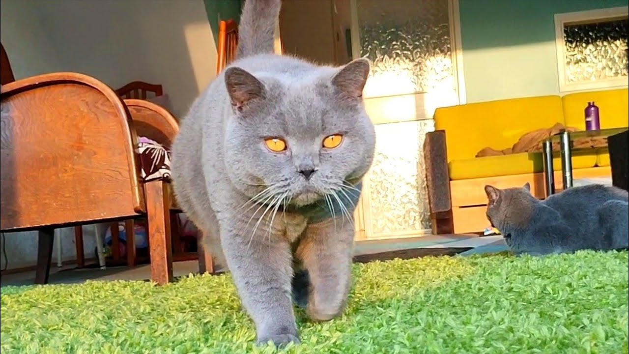 Proper Cat Walk - YouTube