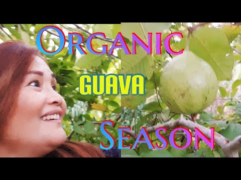 GUAVA SEASON Harvest Time - YouTube
